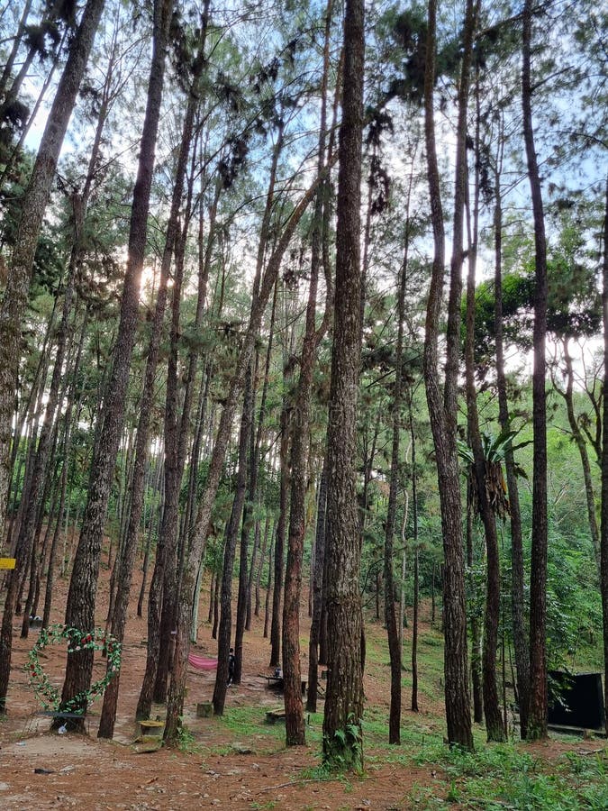 Pine Tree Universe Masterpiece Stock Photo - Image of universe, pekanbaru: 262630086