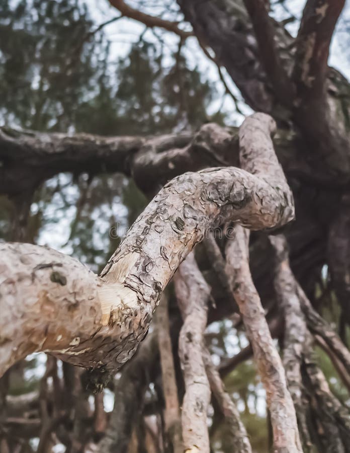 A Pine Tree with an Unusual Root System Above the Surface of the Earth ...