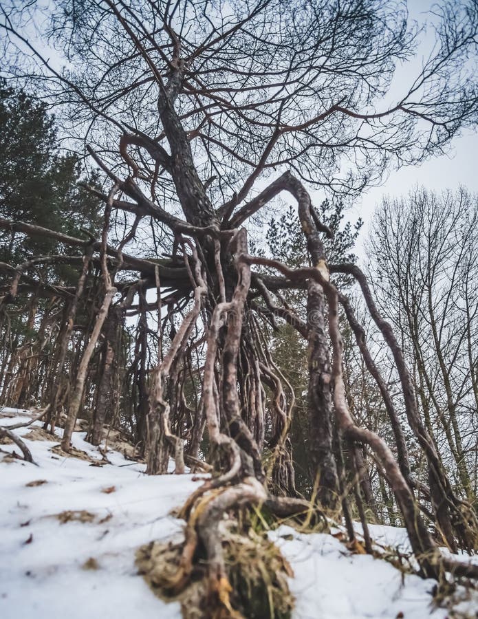 A Pine Tree with an Unusual Root System Above the Surface of the Earth ...