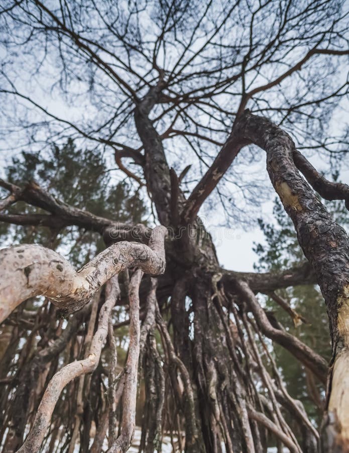 A Pine Tree with an Unusual Root System Above the Surface of the Earth ...