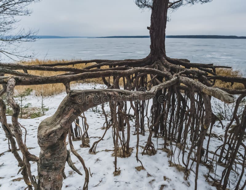 A Pine Tree with an Unusual Root System Above the Surface of the Earth ...