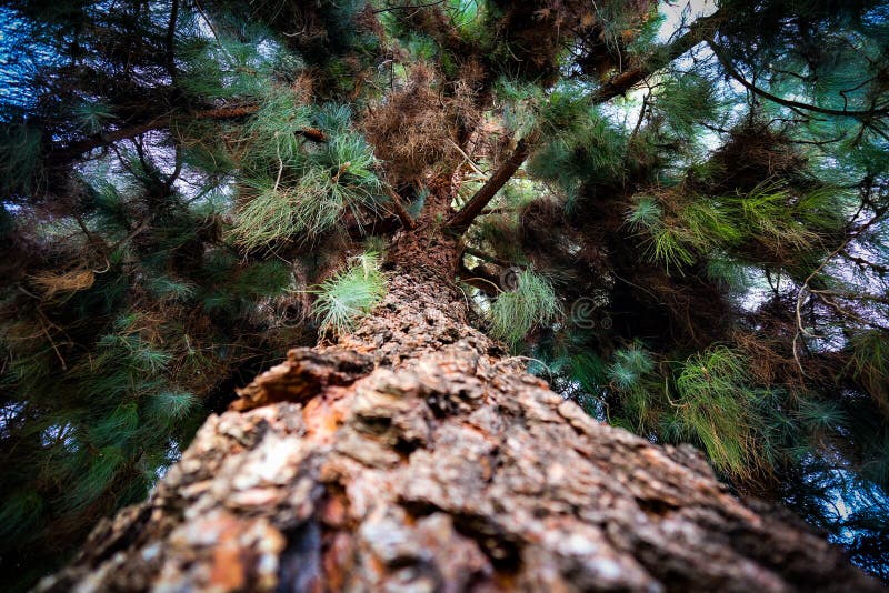 Pine tree upward angle stock image. Image of green, nature - 168749773