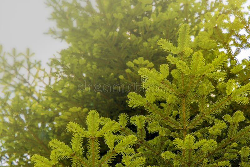 Pine tree with upward view stock photo. Image of countryside - 170699794