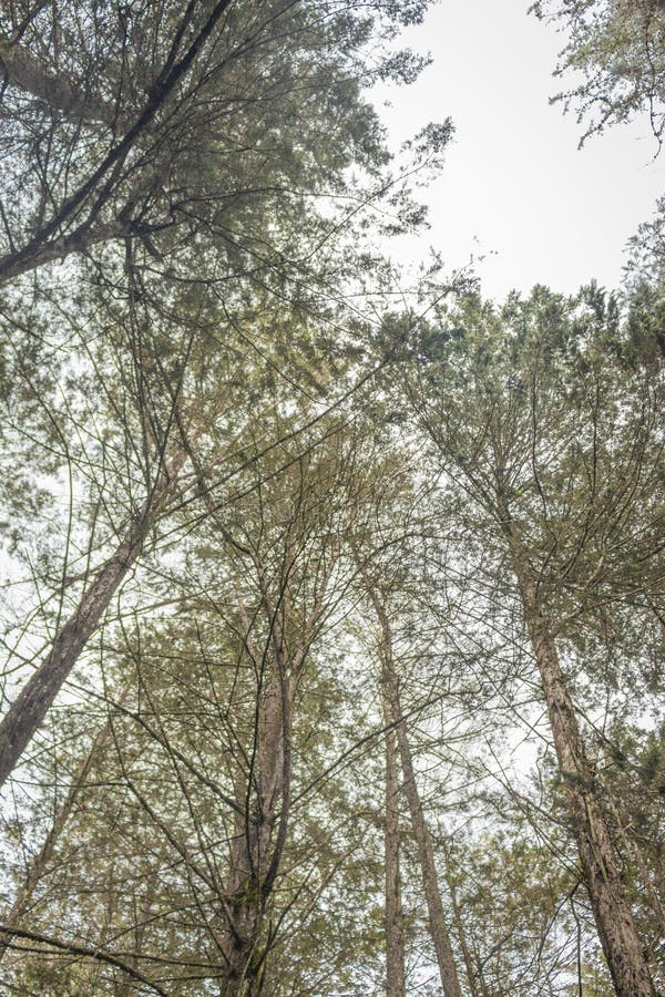 Pine Tree Upward View with White Clouds Stock Image - Image of ...