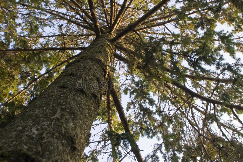 Pine tree upwards view stock image. Image of nature, branches - 7185529
