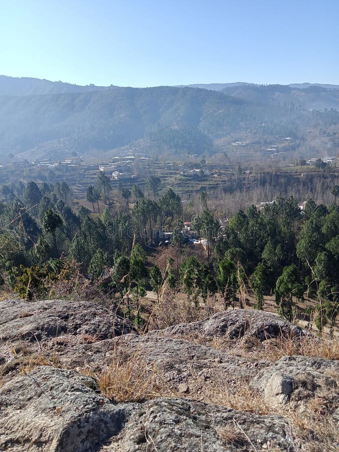 Pine tree valley stock photo. Image of mountain, geology - 241947820