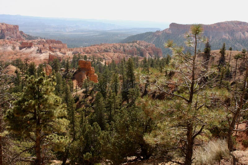 Pine Tree Valley in Bryce Canyon Stock Image - Image of sunshine ...