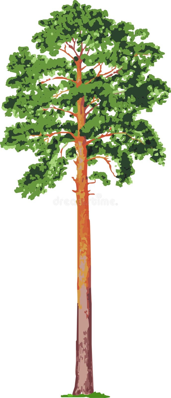 Dead Pine Forest Stock Illustrations – 1,209 Dead Pine Forest Stock ...