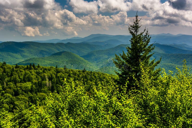 Pine Tree and View of Appalachian Mountains from the Blue Ridge Stock ...