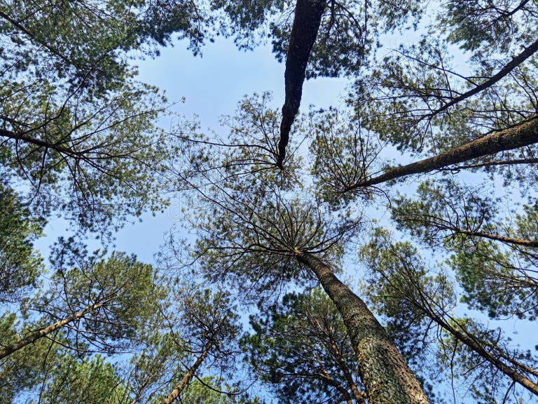 Pine Tree View Pine Forest Sunlight Sunny Weather View Stock Image ...