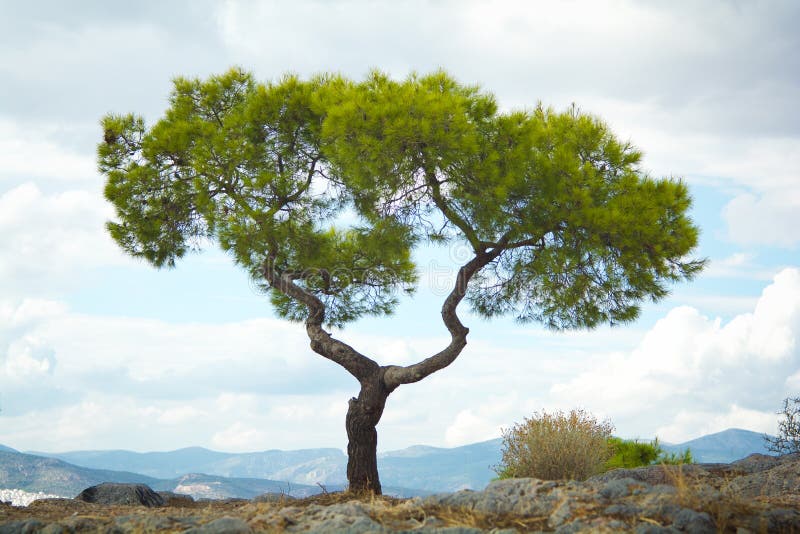 Pine tree stock image. Image of greek, pine, macro, athens - 43277049