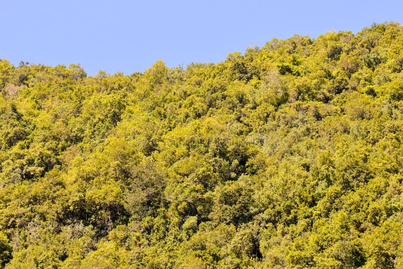 Pine Tree View stock photo. Image of view, forest, nature - 144789922