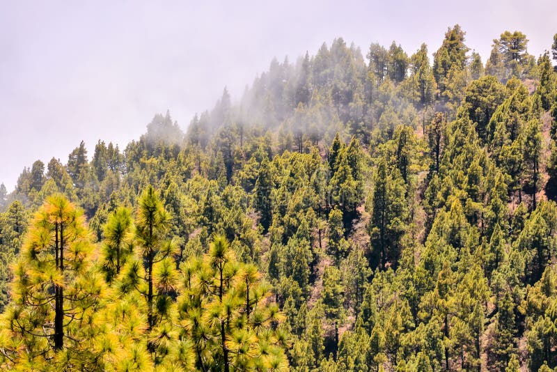 Pine Tree View stock photo. Image of view, background - 208858234