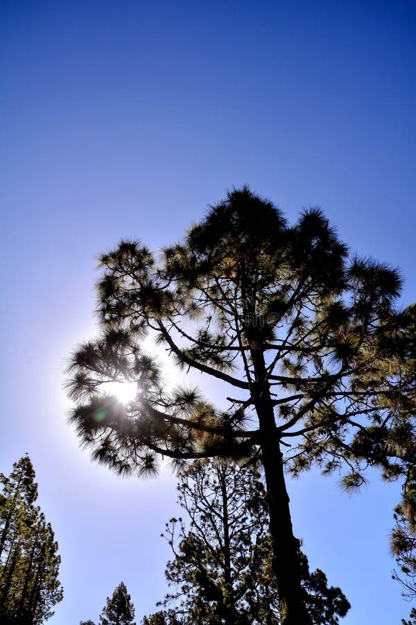 Pine Tree View stock image. Image of wood, tall, looking - 261371575