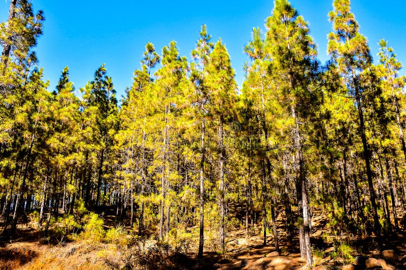 Pine Tree View stock image. Image of tall, tree, forest - 326676875