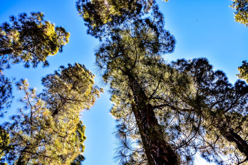 Pine Tree View stock image. Image of summer, nature - 326676915