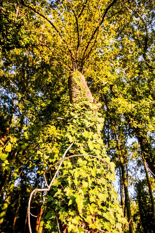 Pine Tree View stock image. Image of looking, forest - 326698773