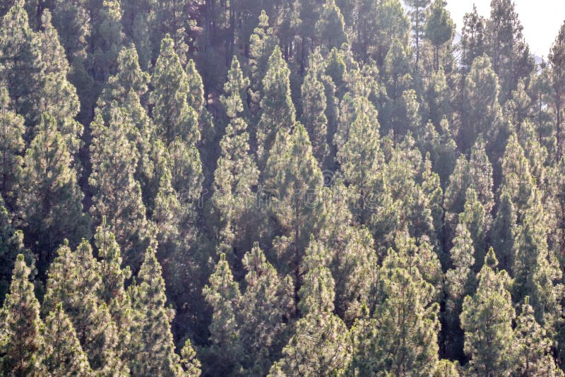 Pine Tree View stock photo. Image of beautiful, texture - 65962940