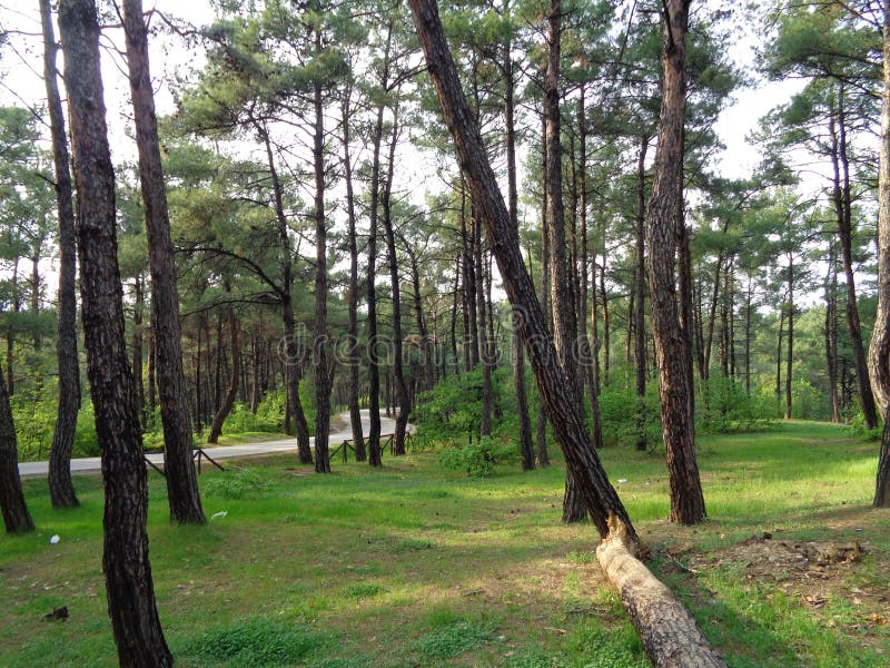 Pine forest stock image. Image of path, tree, view, fallen - 129451037