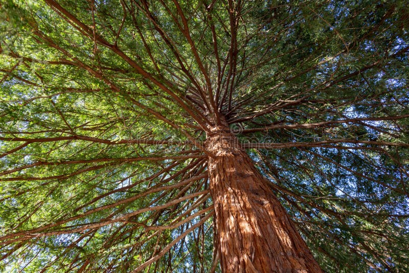 Pine Tree View Upwards in California Stock Photo - Image of view, leaf ...