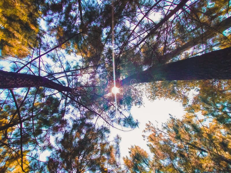 Pine Tree Visible from Below Stock Image - Image of light, sunlight ...