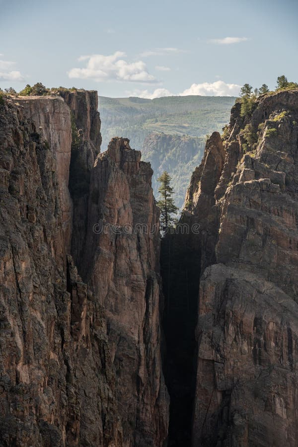 Pine Tree in the Wall stock photo. Image of afternoon - 214296558