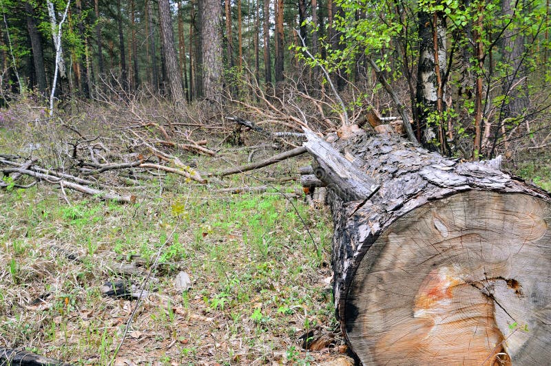 The Pine Tree Was Cut Down. Left in the Woods Stock Photo - Image of ...