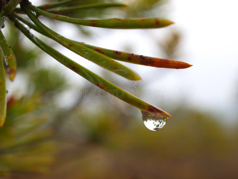 Pine tree and water drop stock photo. Image of estonia - 80094750