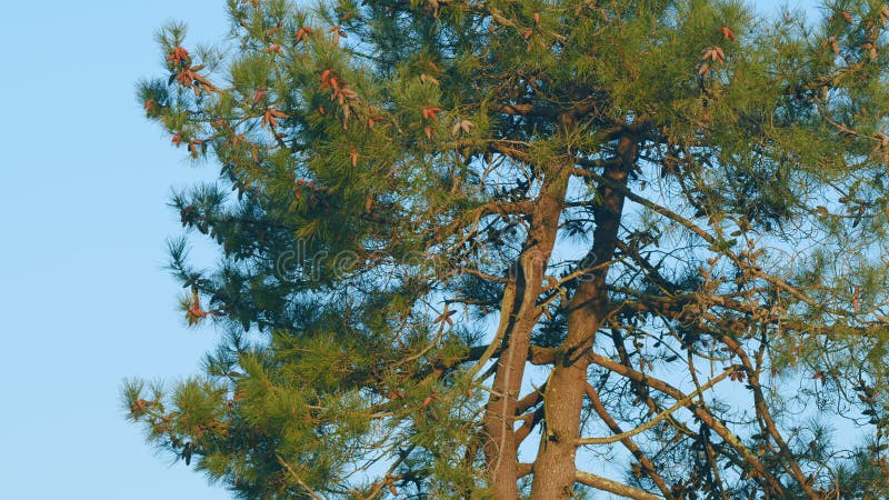 Pine Tree is Waving with the Wind. Spikey Leaves of the Pine Trees. Pan ...