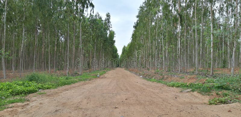Pine Tree Way it Look Alike Ooty Stock Image - Image of tree, look ...