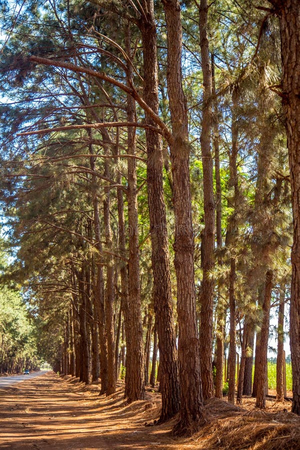 Pine Tree Mist Road Beautiful Scene Stock Photo - Image of mist ...