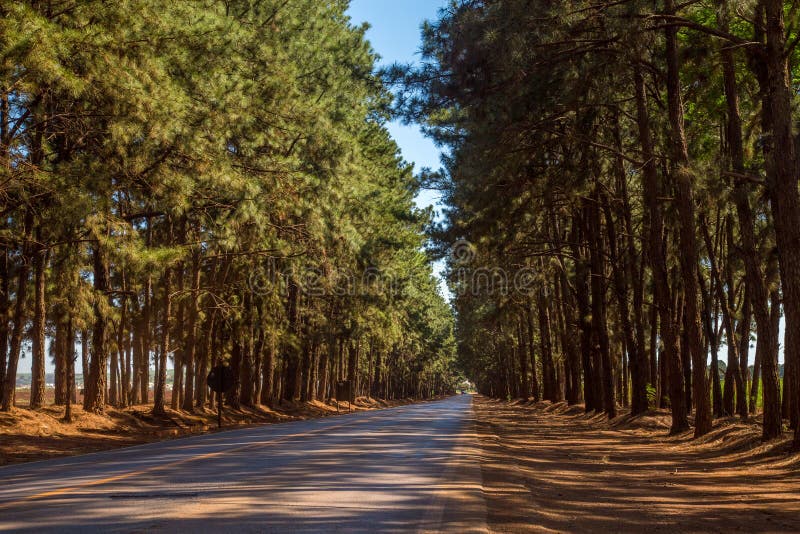 Pine tree stock photo. Image of nature, pine, foliage - 95576490