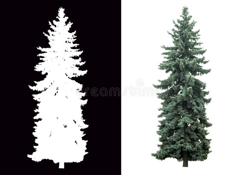 Pine tree isolated stock photo. Image of natural, green - 104283398
