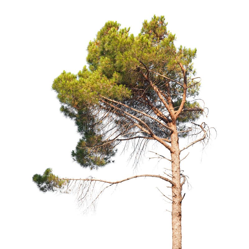 Lone pine tree on white stock image. Image of celebration - 11352663