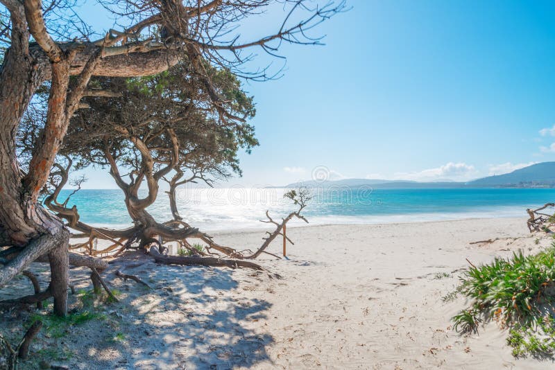 Pine Tree and White Sand in Maria Pia Beach in Springtime Stock Photo ...
