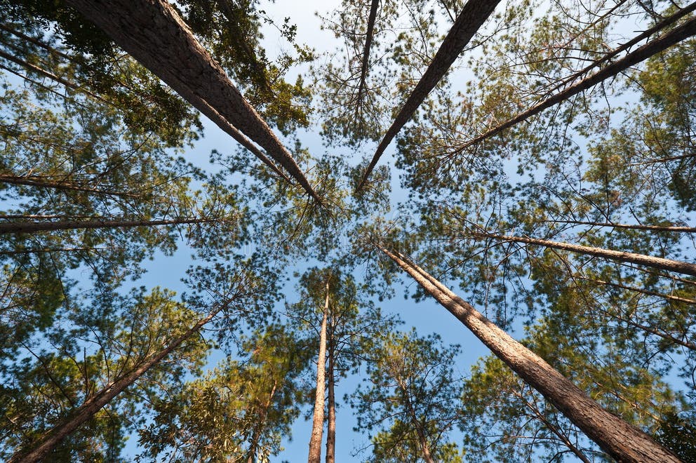 Pine Tree in Wide Angle Shot Stock Photo - Image of outdoors, surround ...