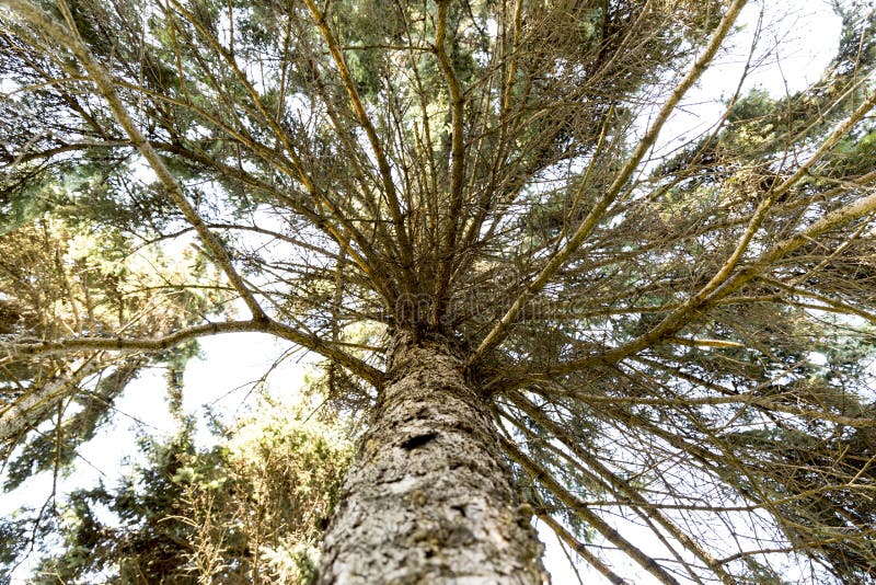 Pine Tree with Wide Green Branches. View from Bottom Up Stock Image ...