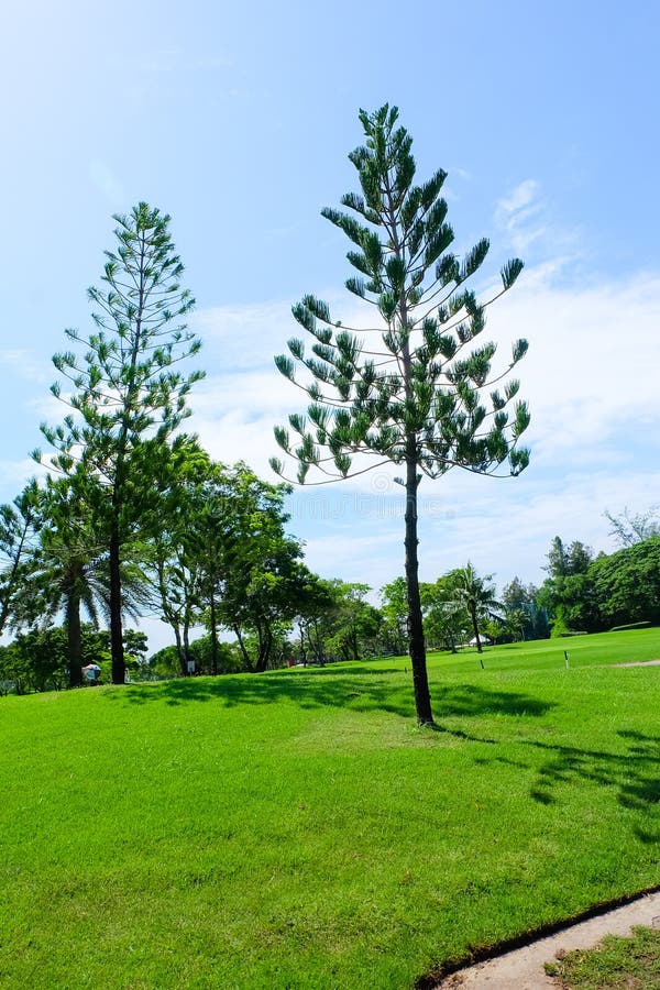 Wide Green Fields that are Visible from Under the Shade of Trees Stock ...