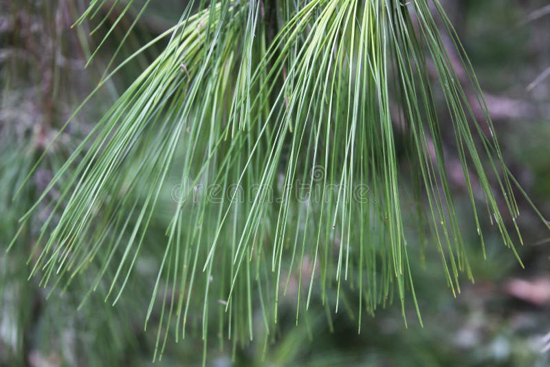 Pine tree stock photo. Image of strobile, close, growth - 116888628