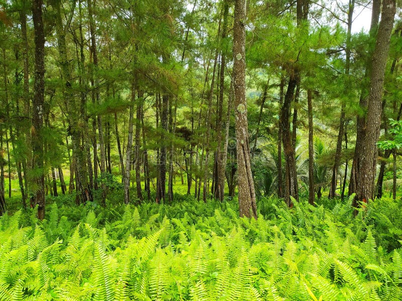 A Pine Tree with Wild Ferns Growing Under it in the Forest Stock Photo ...