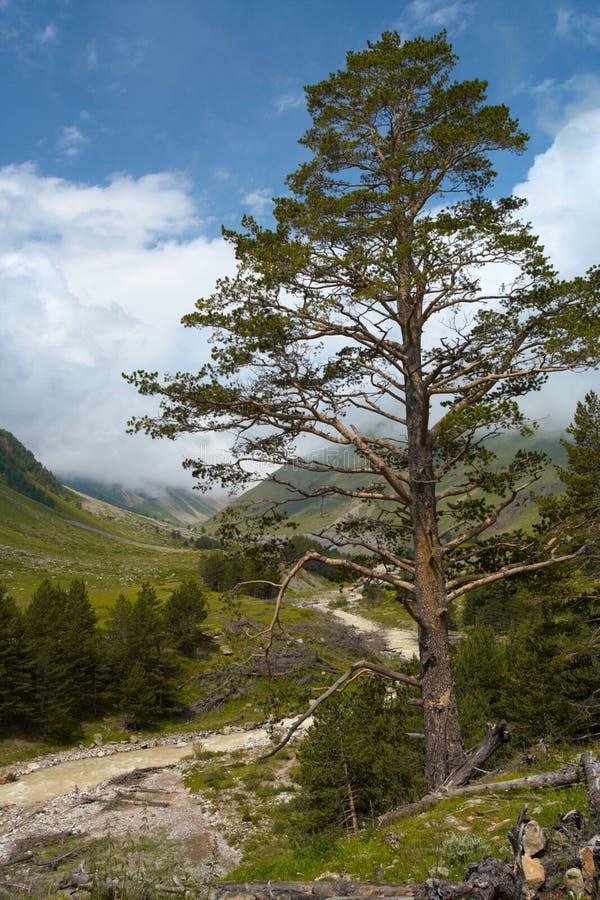 Pine Tree at the Wild Mountain Valley Stock Image - Image of landscape ...