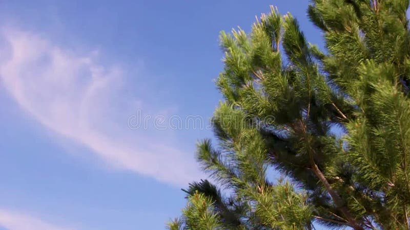 Pine tree in a windy day stock video. Video of tree - 111521923