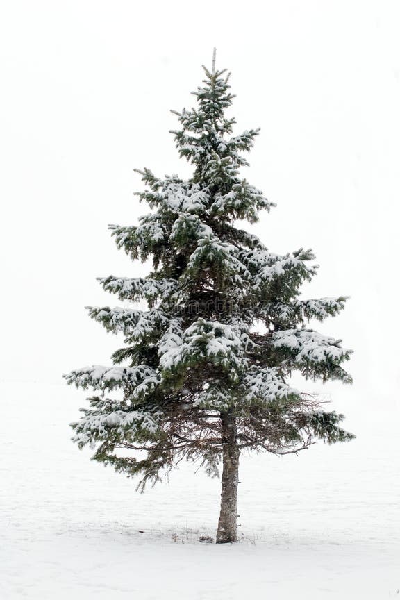 Pine tree in winter stock image. Image of lone, trunk, single - 372433