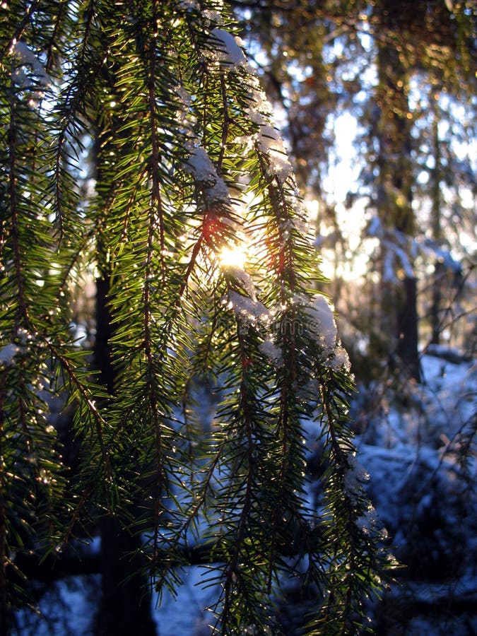 Pine tree in the winter stock photo. Image of season, winter - 3965062