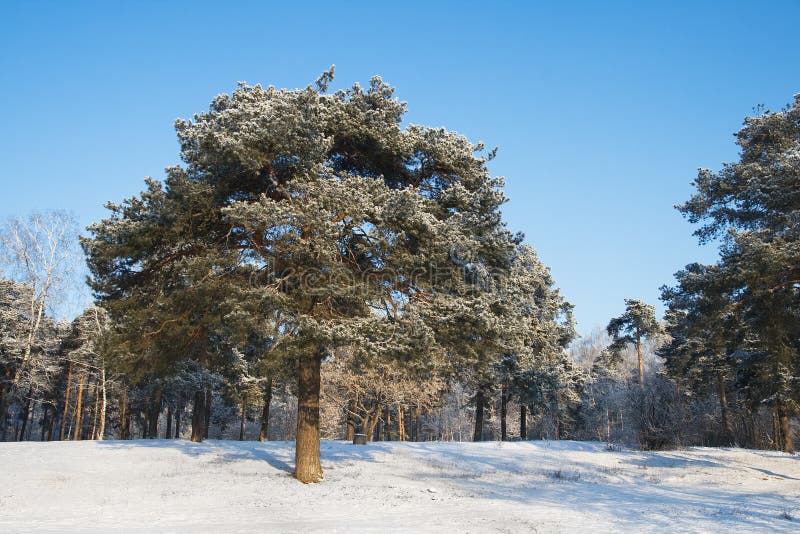 Pine-tree in winter stock image. Image of tranquil, pine - 6947295