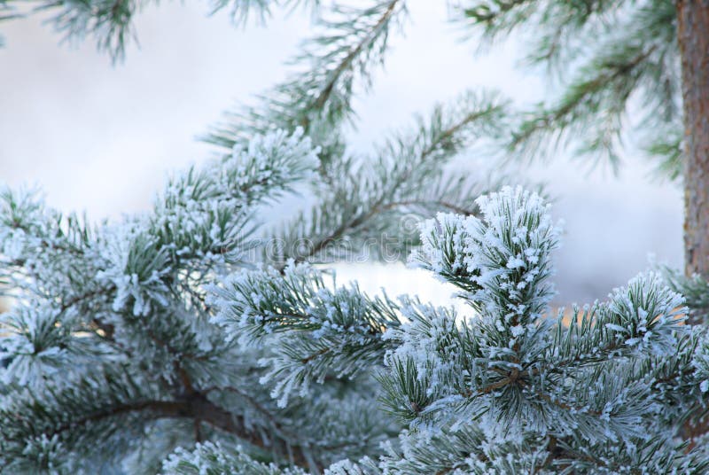 Pine Tree in Winter Closeup Stock Image - Image of light, pine: 22661279