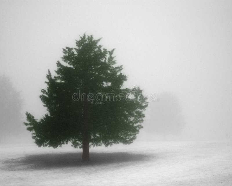 Pine tree in winter fog stock image. Image of cloudy, field - 4216007
