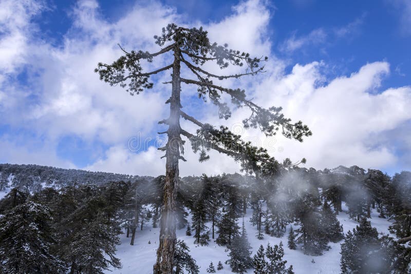 Pine Tree in Winter Mountain Forest, Troodos, Cyprus Stock Photo ...