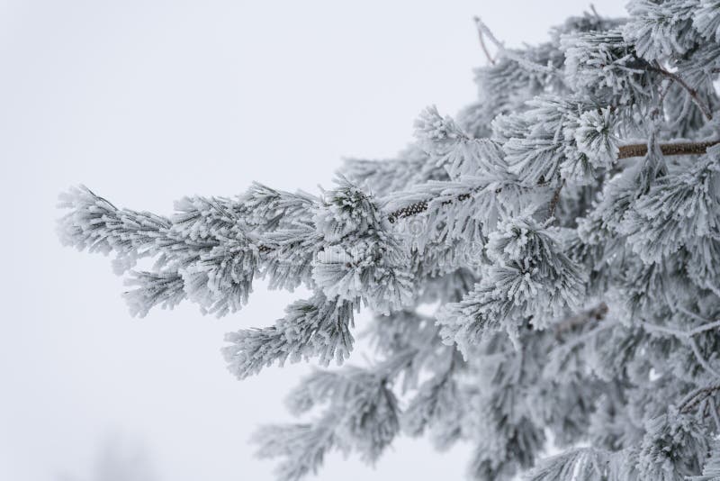 Pine tree in winter stock image. Image of nature, cloudy - 113352905