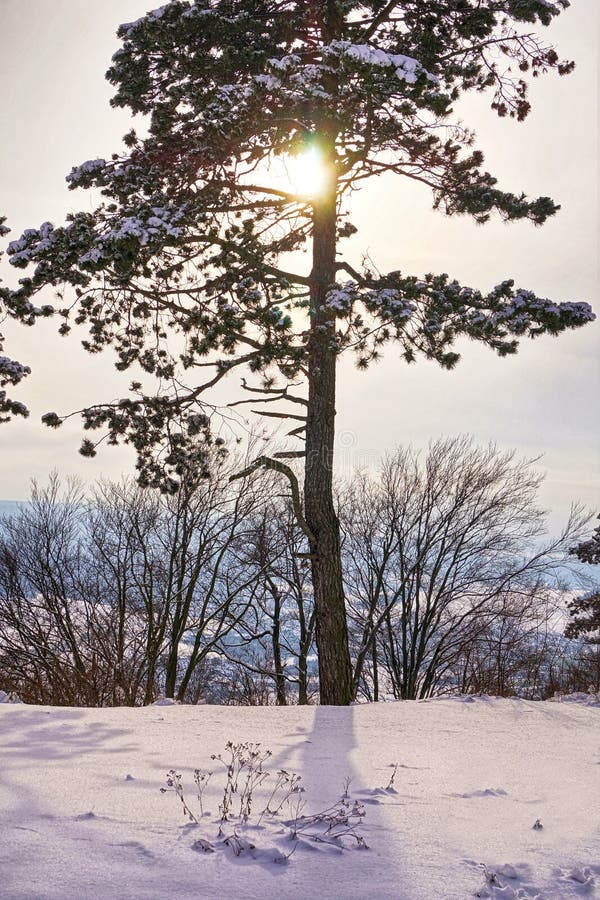 Pine Tree during Winter Time Stock Image - Image of time, nature: 58702699